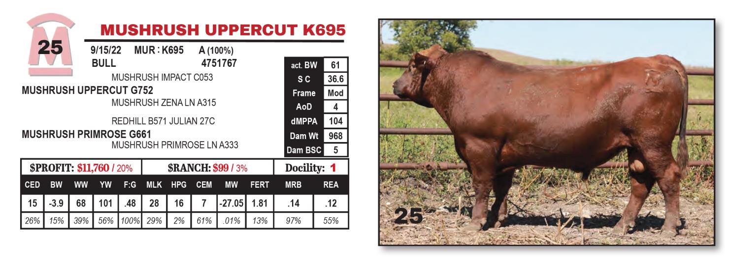 Lot 25 - MUSHRUSH UPPERCUT K695: Mushrush Red Angus - Online Sale ...