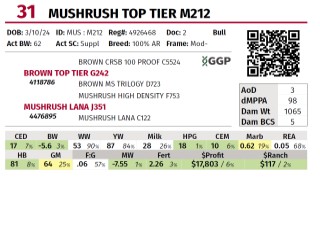 Lot 31: Mushrush Red Angus - Fall Sale | DVAuction