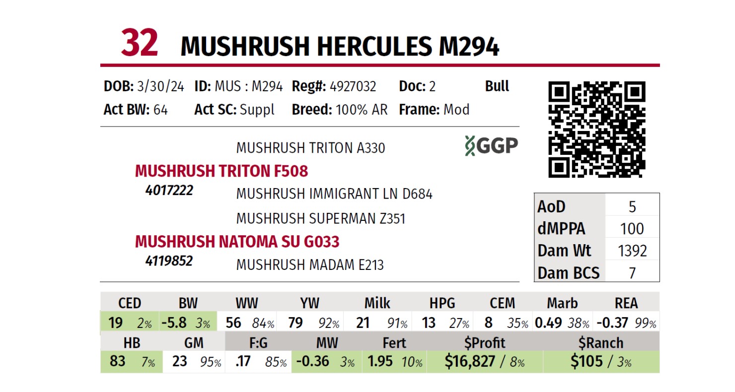 Lot 32: Mushrush Red Angus - Fall Sale | DVAuction