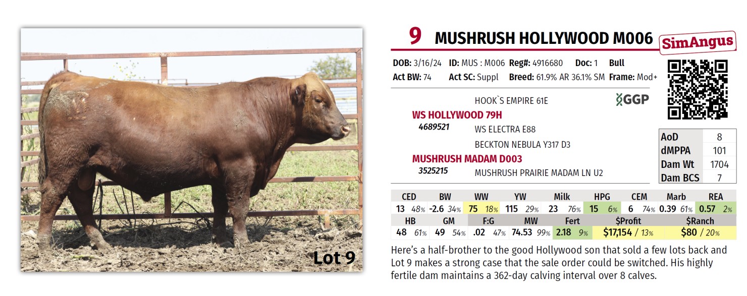 Lot 9: Mushrush Red Angus - Fall Sale | DVAuction