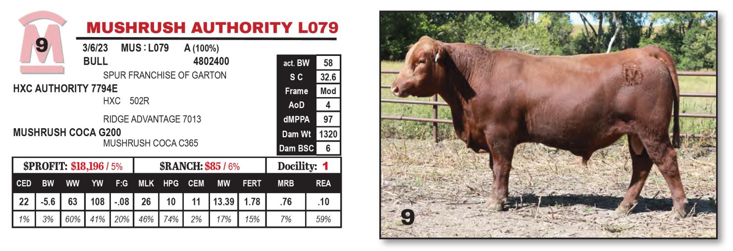Lot 9 - MUSHRUSH AUTHORITY L079: Mushrush Red Angus - Online Sale ...