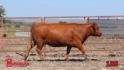 Lot 138: Mushrush Red Angus - Fall Sale | DVAuction