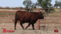 Lot 32: Mushrush Red Angus - Fall Sale | DVAuction