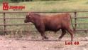 Lot 40 - MUSHRUSH UPPERCUT L278: Mushrush Red Angus - Online Sale ...