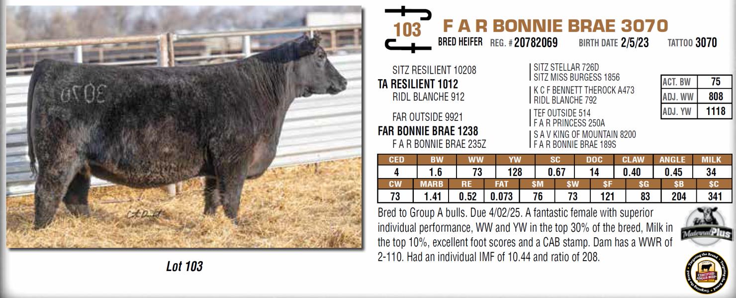 Lot 103: Frey Angus Ranch - 50th Annual Angus Bull Sale | DVAuction
