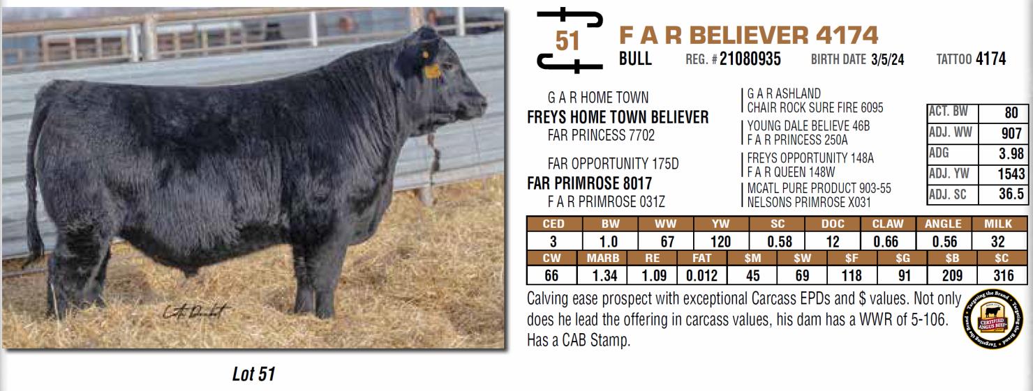 Lot 51: Frey Angus Ranch - 50th Annual Angus Bull Sale | DVAuction