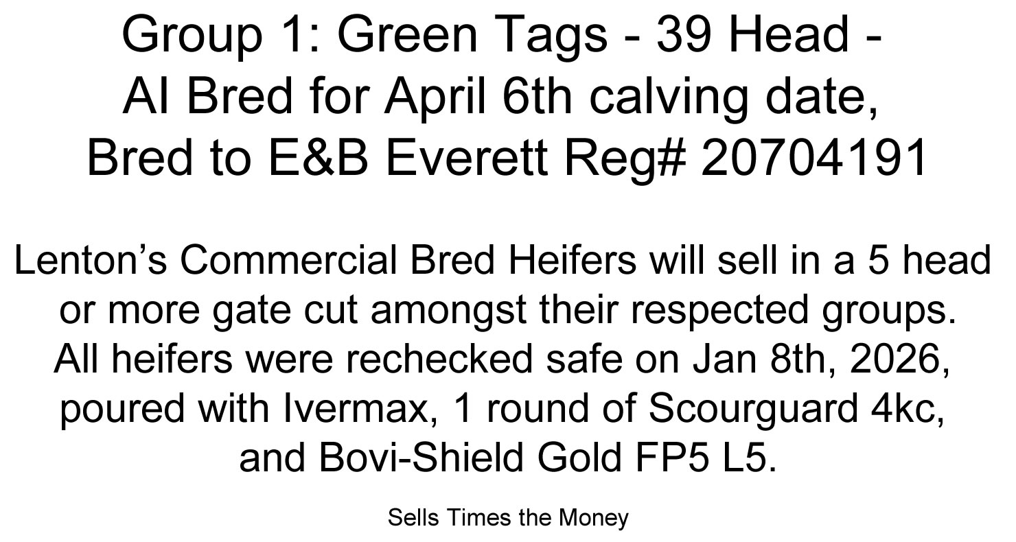 Lot g1-3: Frey Angus Ranch - 51st Annual Angus Bull Sale | DVAuction