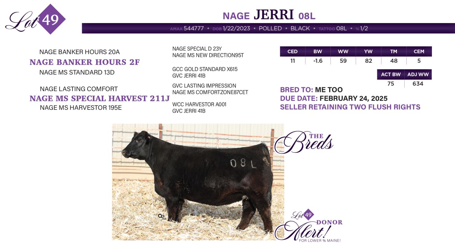 Lot 49: Nagel Cattle Co - Performance Plus Maine-Anjou Bull & Female ...