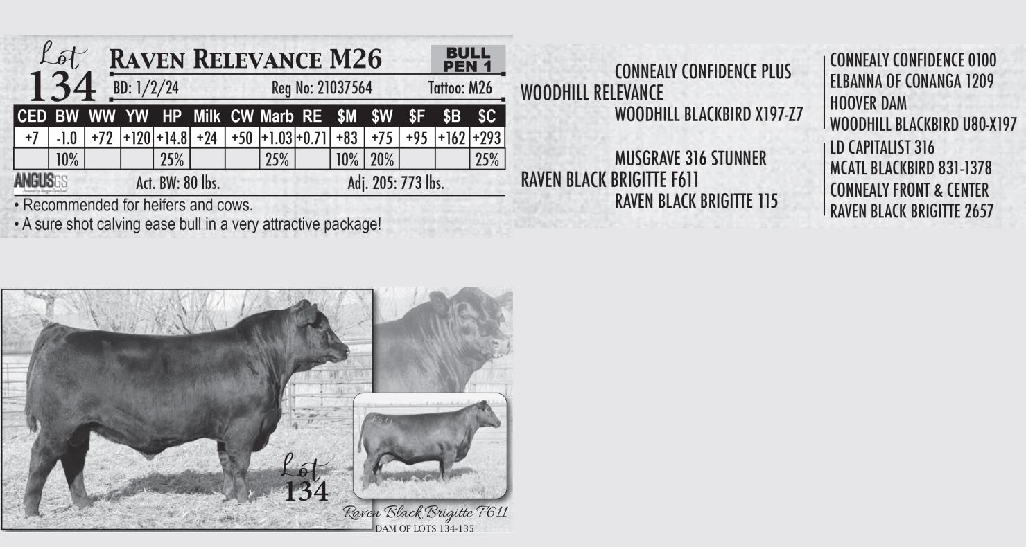 Lot 134: Raven Angus - Annual Bull Sale | DVAuction