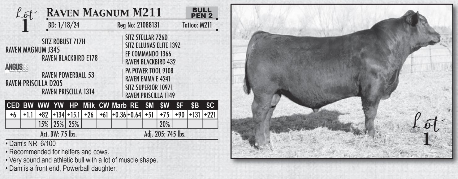 Lot 1: Raven Angus - Annual Bull Sale | DVAuction