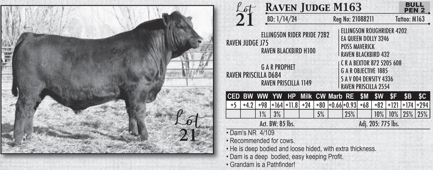 Lot 21: Raven Angus - Annual Bull Sale | DVAuction