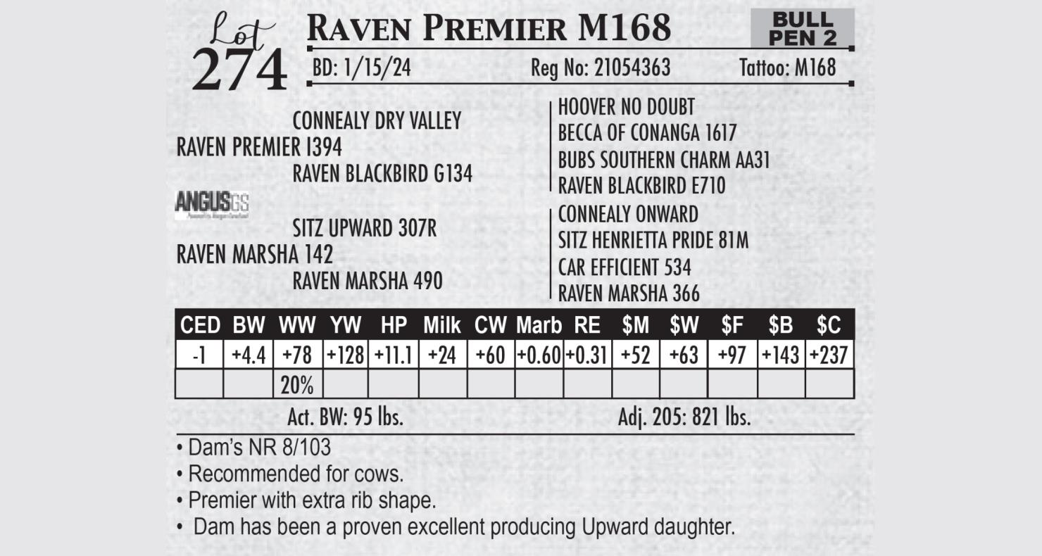 Lot 274: Raven Angus - Annual Bull Sale | DVAuction