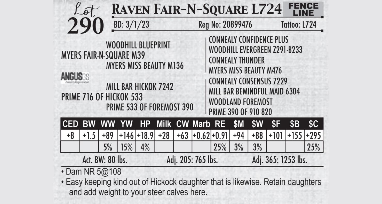 Lot 290: Raven Angus - Annual Bull Sale | DVAuction