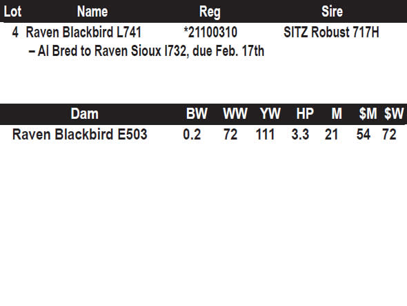 Lot 4: Raven Angus - Commercial Female Sale | DVAuction