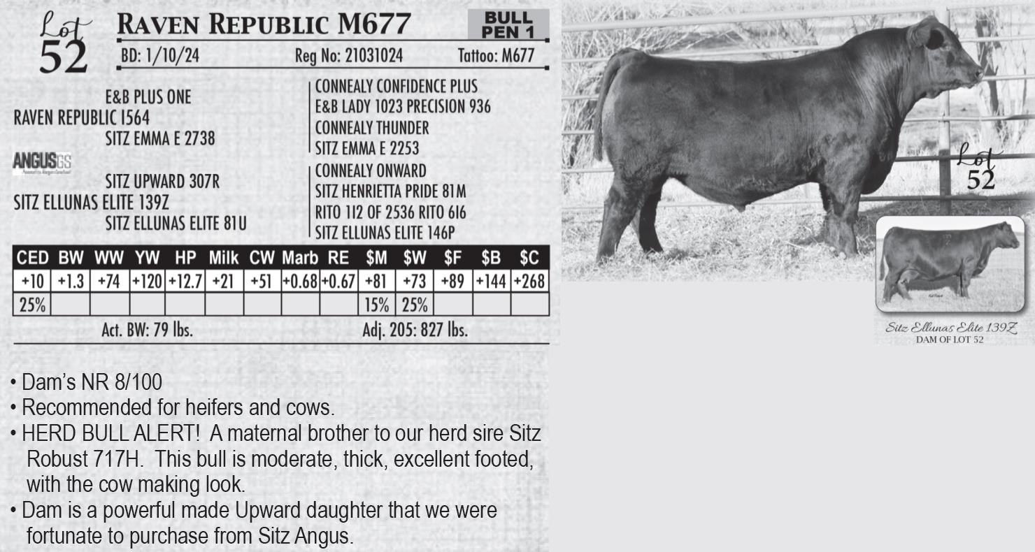 Lot 52: Raven Angus - Annual Bull Sale | DVAuction