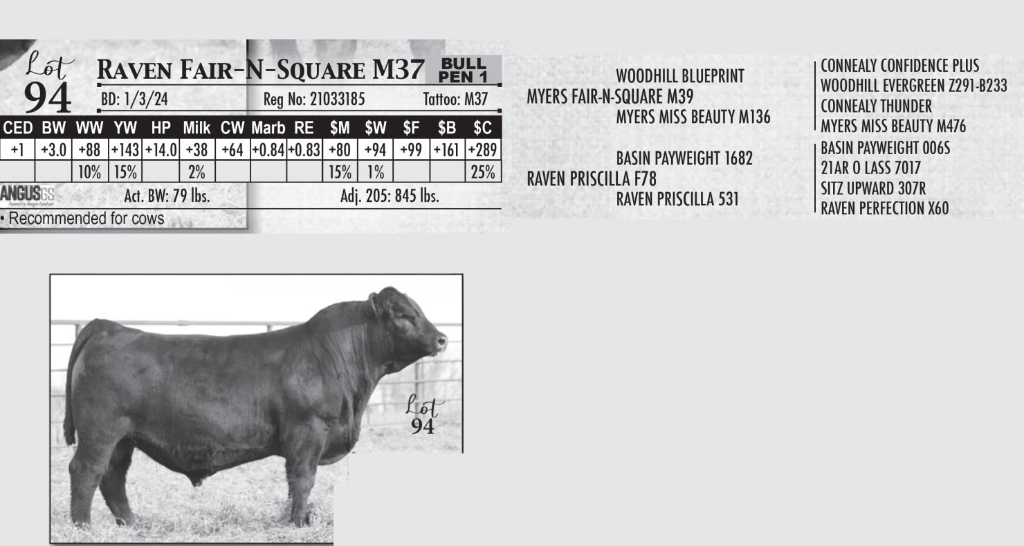 Lot 94: Raven Angus - Annual Bull Sale | DVAuction