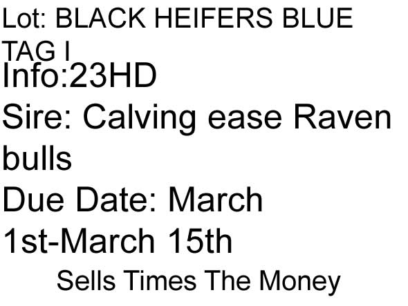 bluetag-i: Raven Angus - Commercial Female Sale | DVAuction