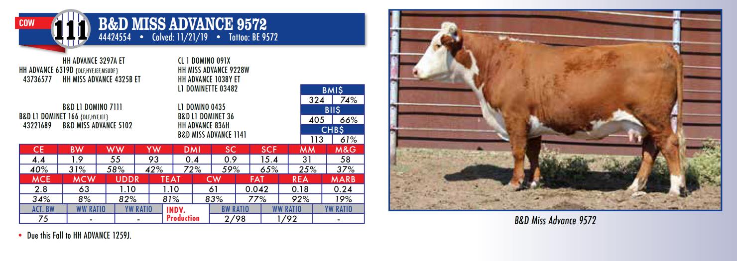 Lot 111: B & D Herefords & Angus - Fall Bull Sale | DVAuction