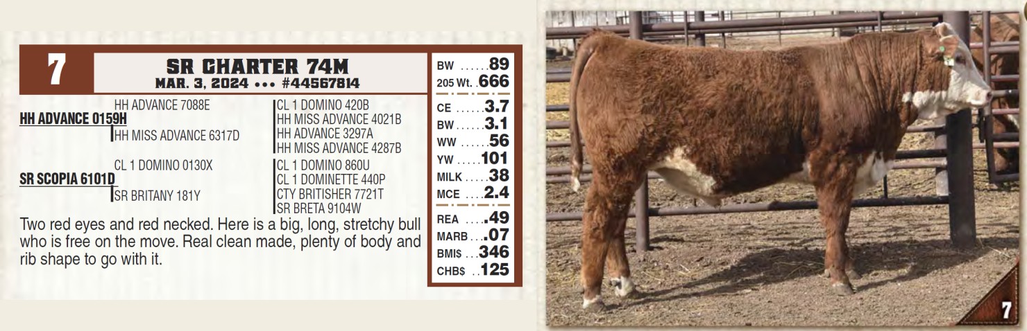 Lot 7: Stuber Ranch's 57th Annual Bull Sale | DVAuction