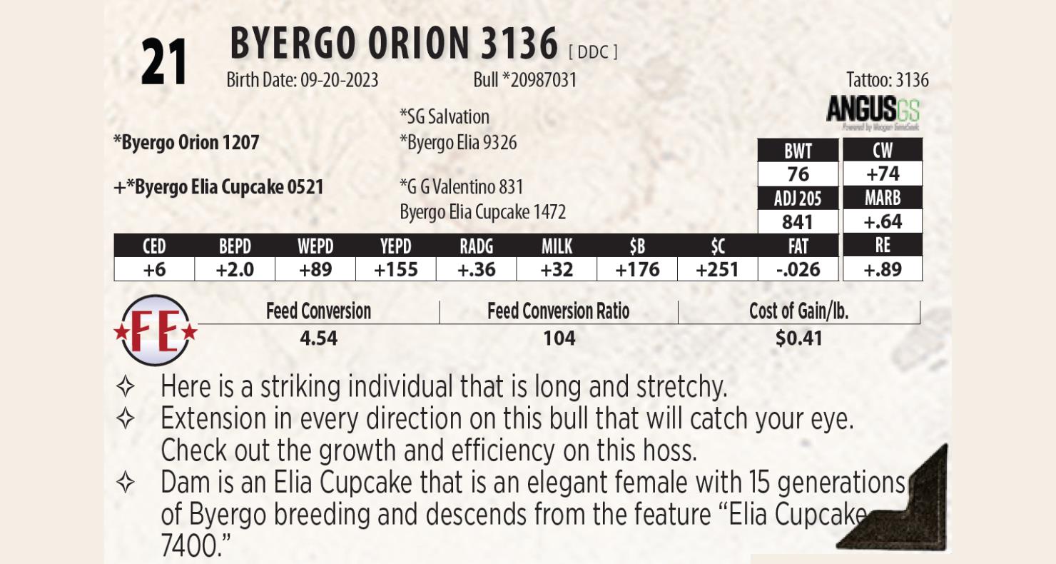 Lot 21: Byergo Angus Farms - Annual Bull Sale | DVAuction