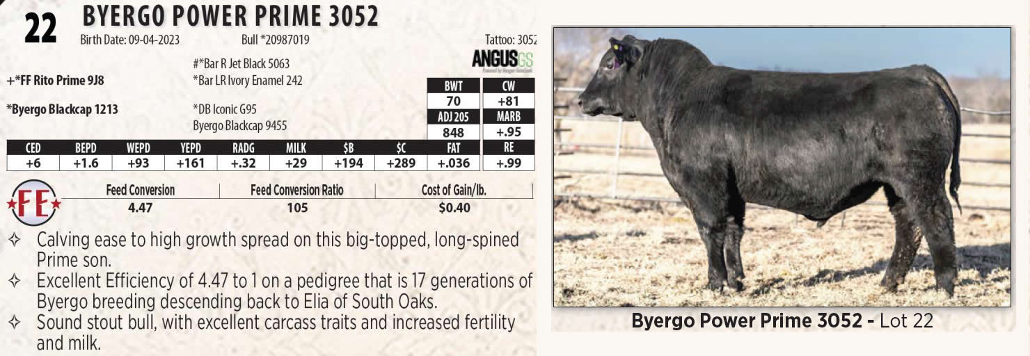 Lot 22: Byergo Angus Farms - Annual Bull Sale | DVAuction