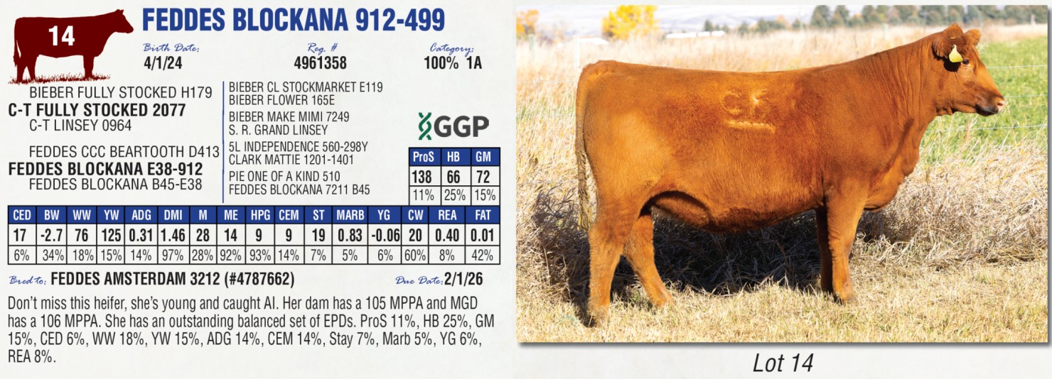 Lot 14: Big Sky Elite - Red Angus Female Sale | DVAuction