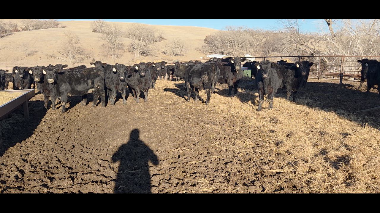 R_Liska - 100 Black Strs/Hfrs 550-700 lbs: Verdigre Stockyards ...