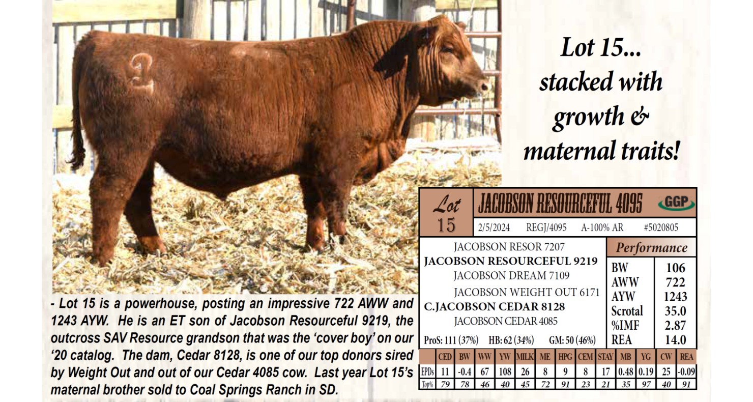 Lot 15: Jacobson Red Angus - Annual Red Angus Bull Sale | DVAuction