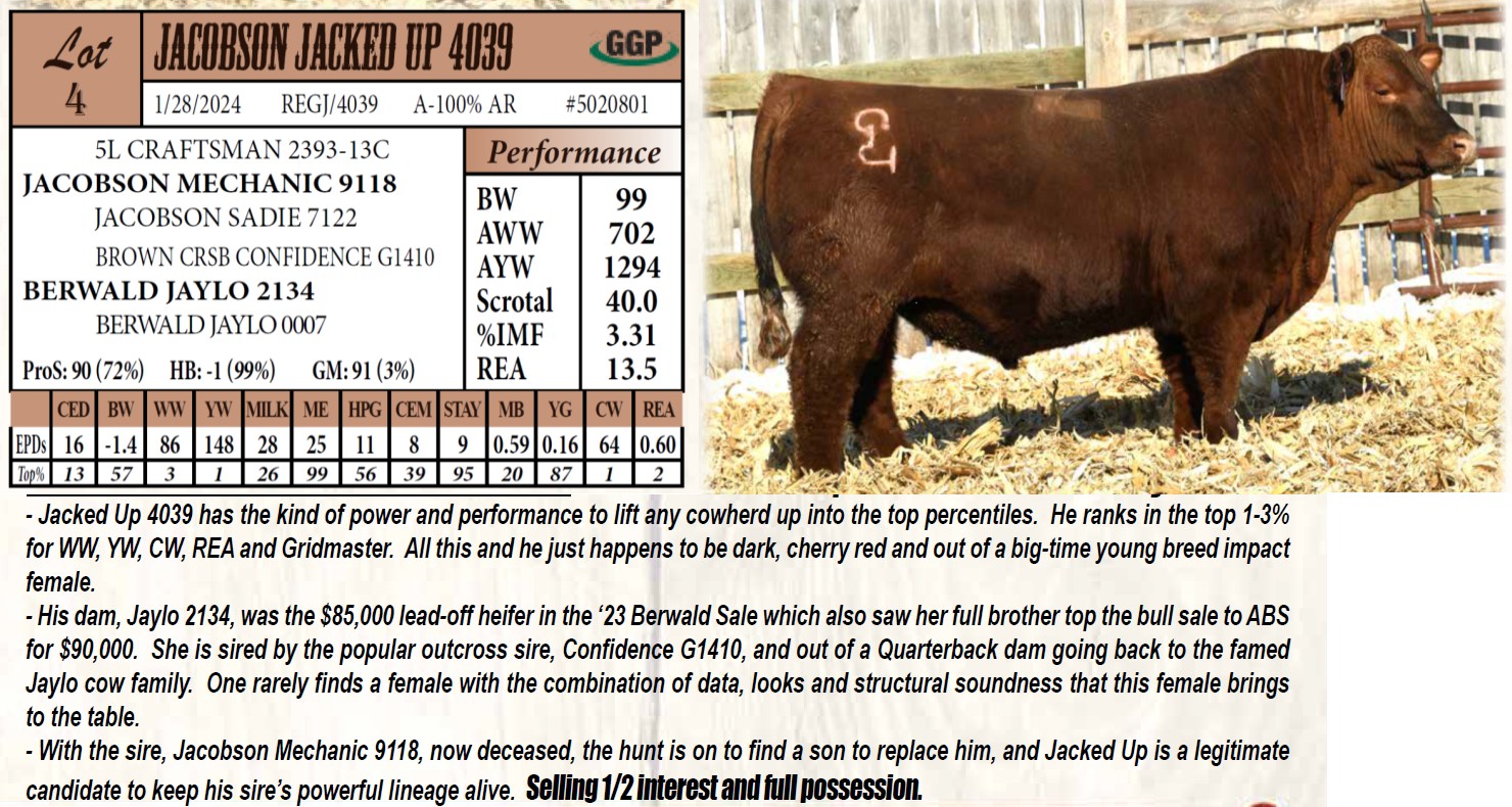Lot 4: Jacobson Red Angus - Annual Red Angus Bull Sale | DVAuction