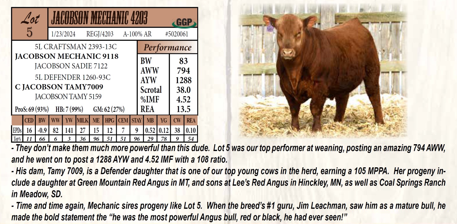 Lot 5: Jacobson Red Angus - Annual Red Angus Bull Sale | DVAuction