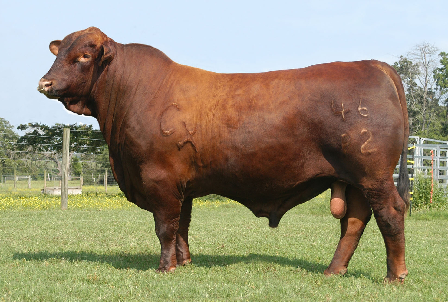 Lot 13A - RED SEMEN: Cox Excalibur - Genetics Extravaganza Sale | Cox ...