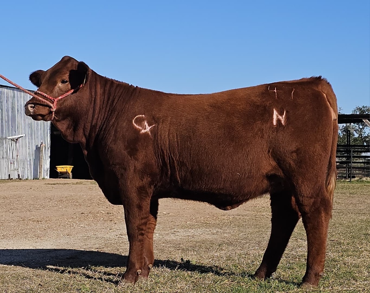 Lot 1 - LIVE ANIMAL - CX MS PURE FORCE 47N (844K X 47L) (RR10594152 ...