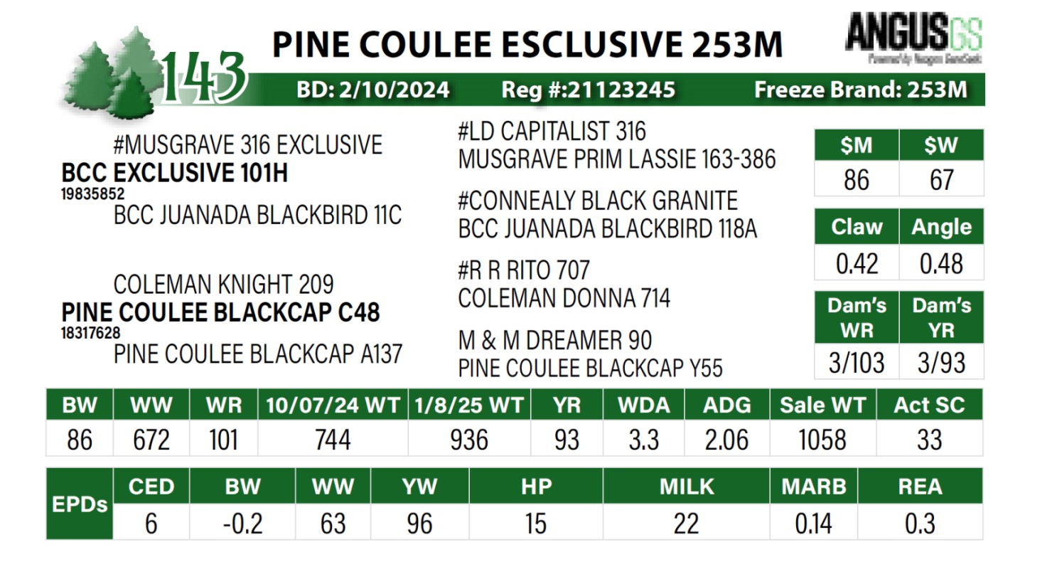 Lot 143: Pine Coulee Bulls - Annual Bull Sale | DVAuction