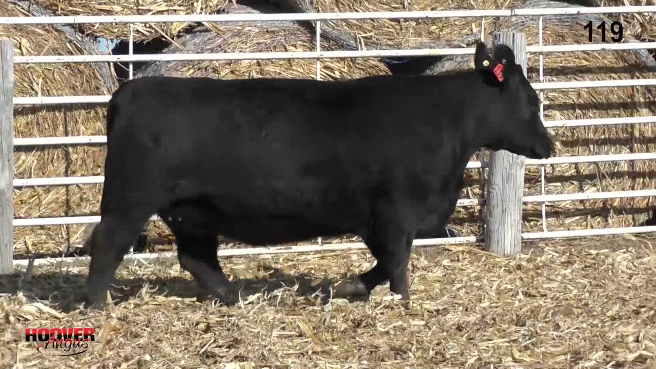 Lot 119: Hoover Angus - 98th Annual Angus Bull & Female Sale | DVAuction