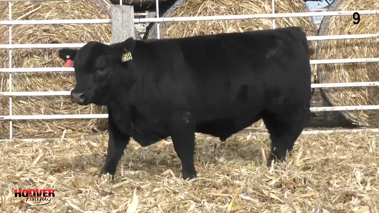 Lot 9: Hoover Angus - 98th Annual Angus Bull & Female Sale | DVAuction