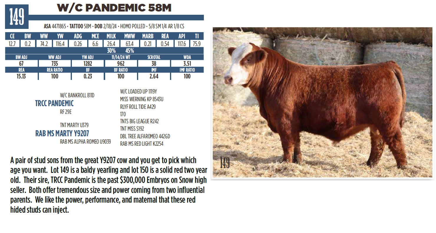 Lot 149: Werning Cattle Company - 44th Annual Simmental Bull & Female ...