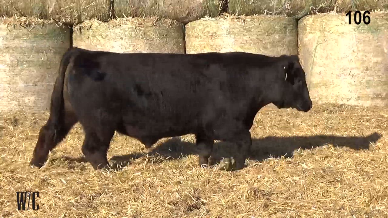 Lot 106: Werning Cattle Company - 45th Annual Simmental Bull & Female ...