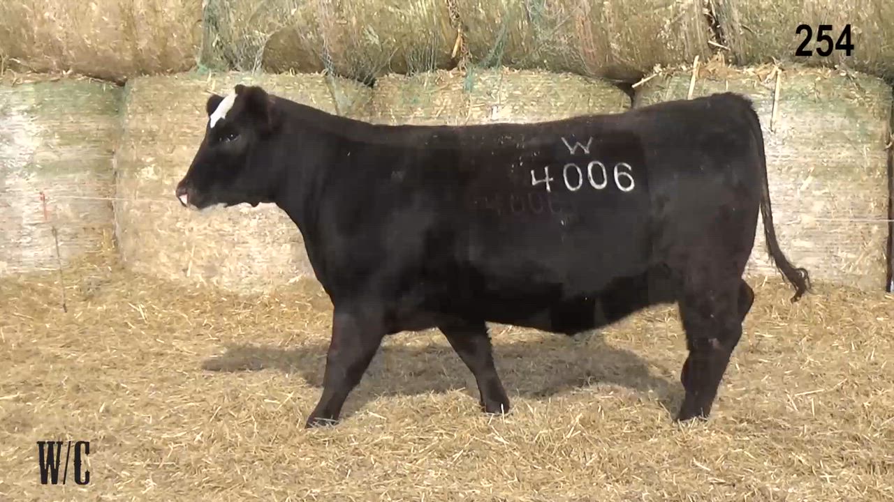 Lot 254: Werning Cattle Company - 45th Annual Simmental Bull & Female ...