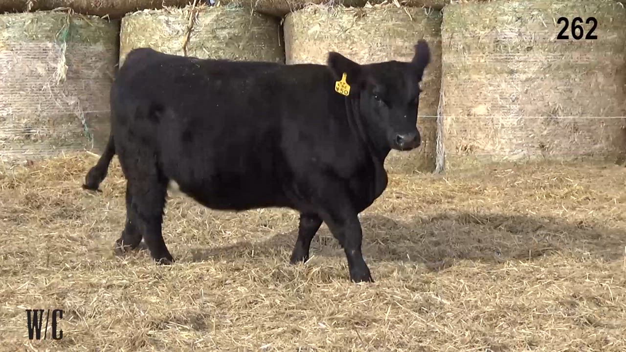 Lot 262: Werning Cattle Company - 45th Annual Simmental Bull & Female ...
