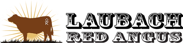 Broadcasting Real-Time Auctions | Laubach Red Angus