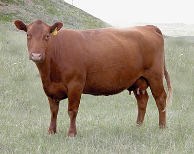 National Beef Wire | Springfield Livestock Marketing Center